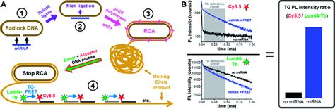Principle Of Mirna Detection By Amplified Tg Fret A After Specific Download Scientific