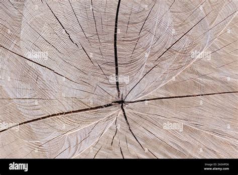 Structure Of A Tree Hi Res Stock Photography And Images Alamy