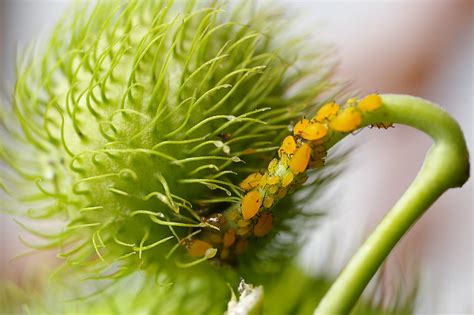 Chrysanthemum Pests And Diseases To Watch Out For