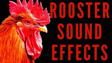 What Noise Does Rooster Make At Thomas Castro Blog