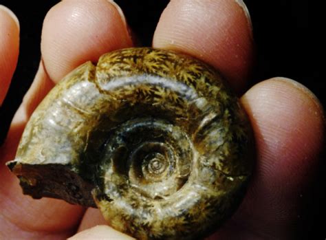 Conop Earth Sciences New Zealand Gns Science Te Pῡ Ao