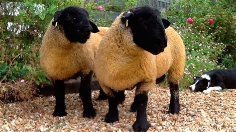 Raza De Oveja Hampshire Descripción Y Características Dieta Y Cría