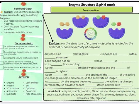 Enzyme Structure And Ph 6 Mark Exam Question Scaffoldeddifferentiated Amylase And Digestion