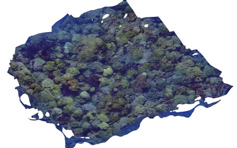 Coral Substrate And Rugosity Wiseoceans