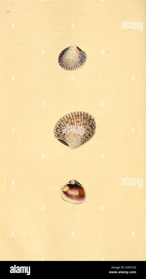 The Natural History Of British Shells Plate 83 6126647325 Stock