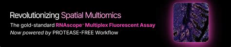 Rnascope™ Multiplex Fluorescent Assays Bio Techne