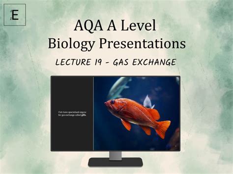 AQA A Level Biology Lecture Gas Exchange Teaching Resources