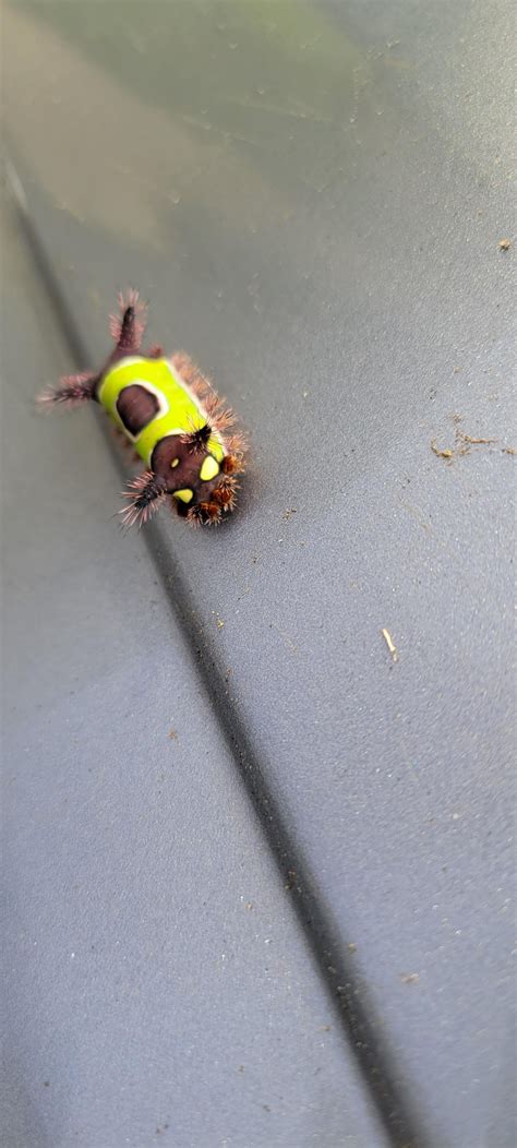 What Even Is This R Whatsthisbug
