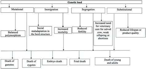 Classification Of Genetic Load In Dairy Cattle And Forms Of Its