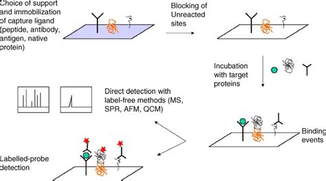 Protein Microarray Development Phases Cretich M Damin F Pirri G Et