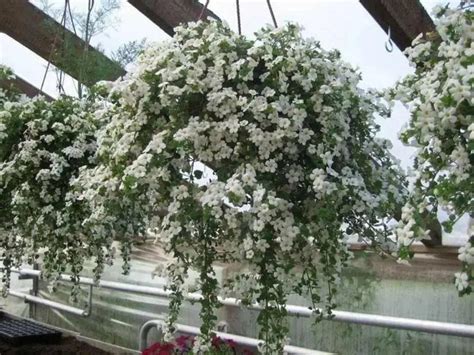 Bacopa Seeds Snowtopia White1 Packet 10 Seed Hanging Flower