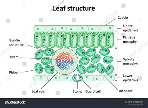 Internal Structure Leaf Diagram Leaf Structure Stock Vector Royalty