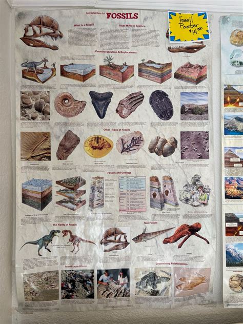 Houston Rock Shop Buy Rocks Minerals And Fossils Online And At Our Location In 821 Avenue C