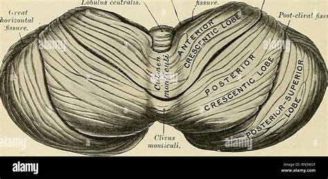Locus Coeruleus Cross Section