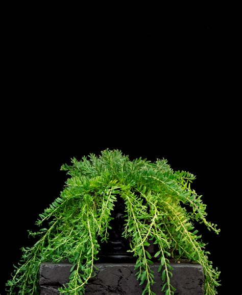 Leucospermum Prostratum Buy Leucospermum Plants Online