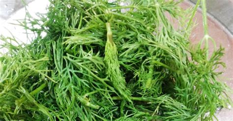 Healthy And Yummy Recipes Sepu Bhaji Dosa