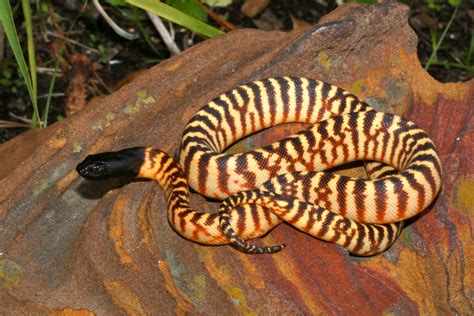 Blackheaded Python Collection Splitrock Reptiles