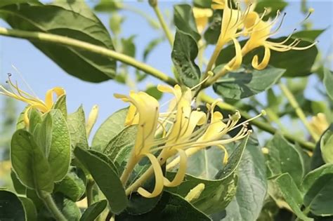 金银花 乡村干部报网