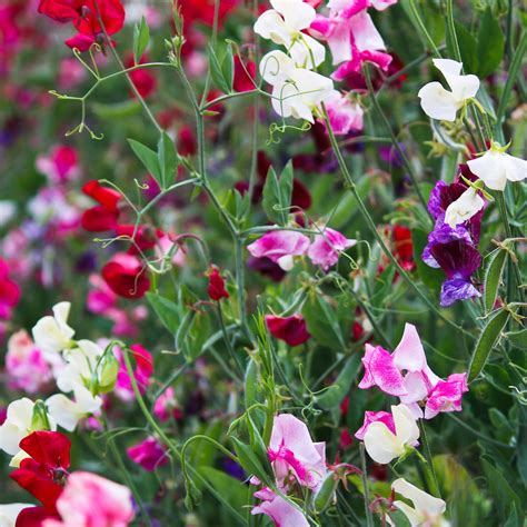20 Fragrant Flowers To Make Your Garden Smell Amazing This Year