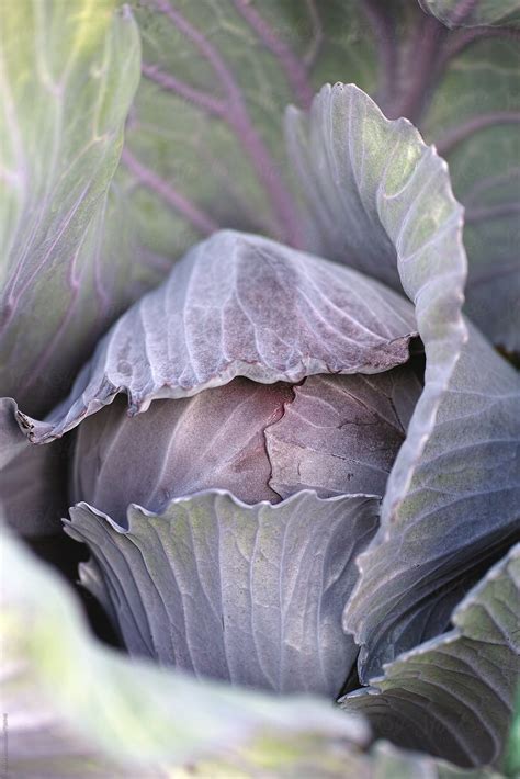 red cabbage in a garden by stocksy contributor marcel stocksy