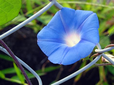 いやいや未だ夏や