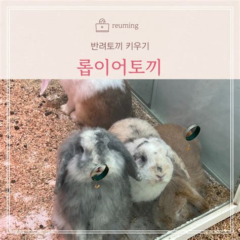아기 토끼 키우기 종류 케이지 및 용품 고르기 F 롭이어토끼 네이버 블로그