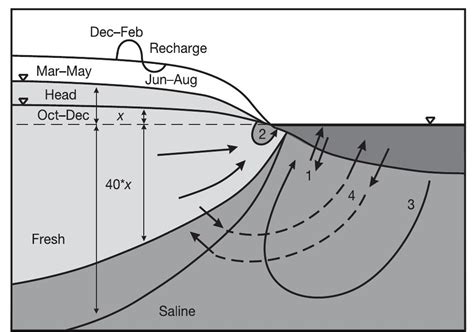 Saline Groundwater Circulation In A Simple Coastal