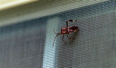 Tips On How To Bug Proof Your Windows Beissel Window And Siding