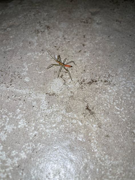 Location Philippines Assassin Bug What Does It Do R Whatsthisbug