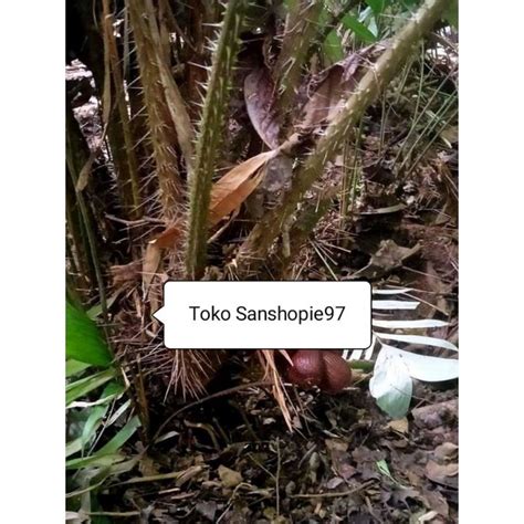 Jual Batangg Pohon Salak Utuh Panjang 20 30cm 5 Batang Shopee Indonesia