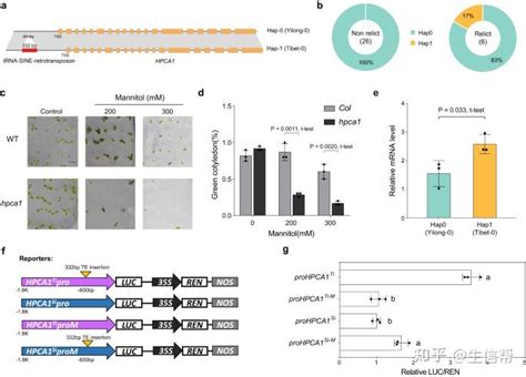 Nc 拟南芥泛基因组（附审稿意见） 知乎