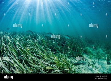 Grunts Haemulon Parra Swimming Above A Thalassia Sp Seagrass Meadow