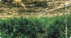 玉露お茶の種類煎れ方宇治茶緑茶松北園