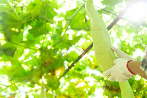Monitoring Of Agricultural Product Quality Of Farmers Stock Image Image Of Salad Growth
