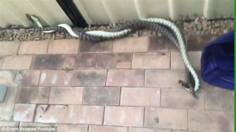 Two Male Pythons Captured Going Head To Head To Win Female Snake In Video Daily Mail Online