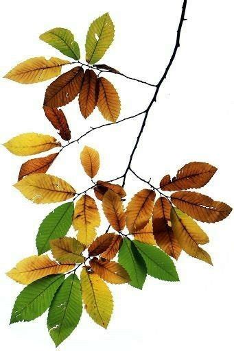 How To Identify Maple Tree Varieties Artofit