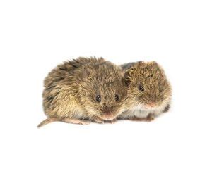Vole Control Vole Identification Terminix Canada Pest Library