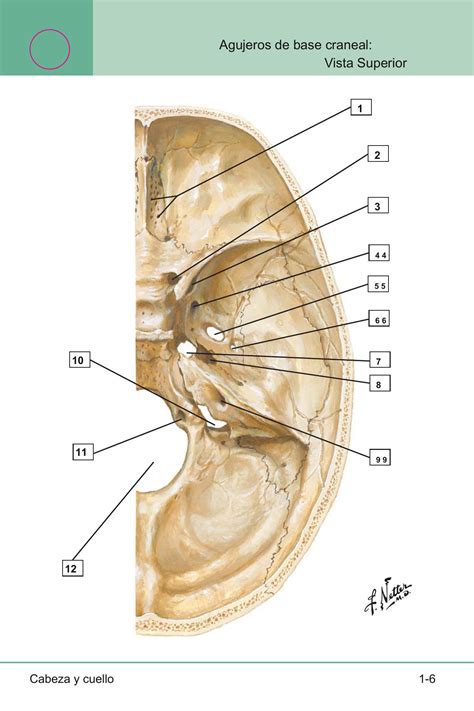 An Image Of The Anatomy Of The Human Skull With Labels On Each Side And