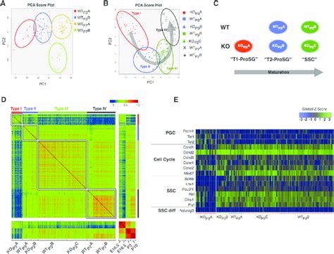 Rna Seq Pca