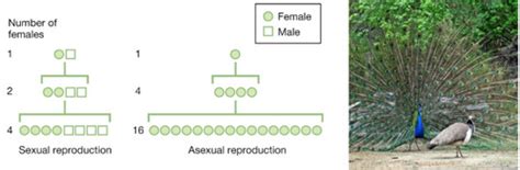 All About Sex Chapter Flashcards Quizlet