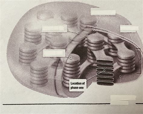 Chloroplast Diagram Quizlet