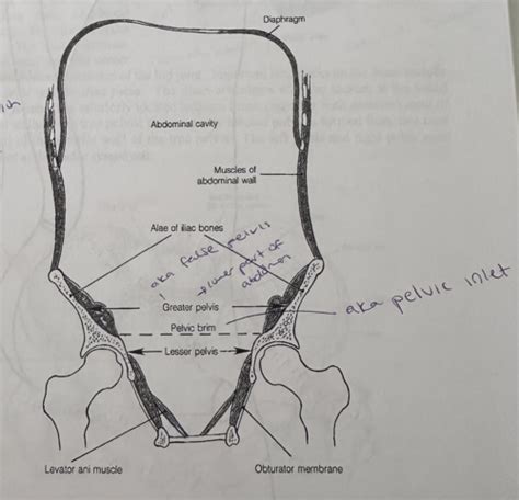 Anatomy Lecture 18 Pelvis I Musculoskeletal Structures Flashcards Quizlet