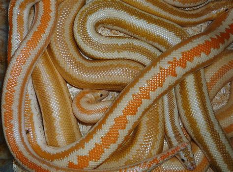 Triv Albino Rosy Boa Morphs