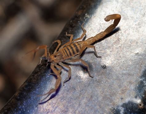 Unveiling Californias Lethal Wildlife A Guide To The Deadliest