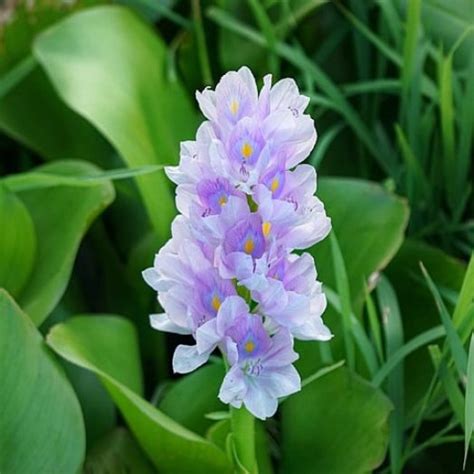 See It Report It Water Hyacinth Our Nelson