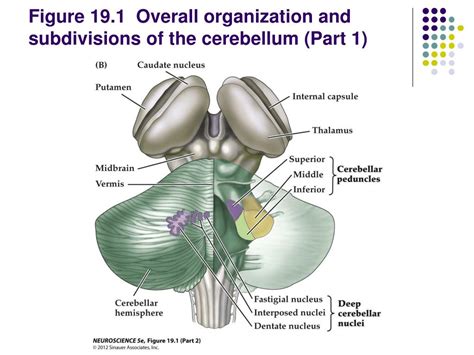 Ppt Sensorimotor Functions Of The Cerebellum Powerpoint Presentation Id6877005