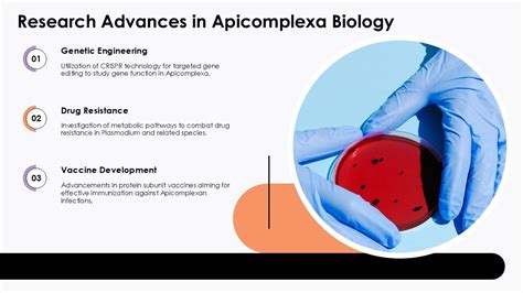 Apicomplexa Protozoa Ppt Example Acp Ppt Example
