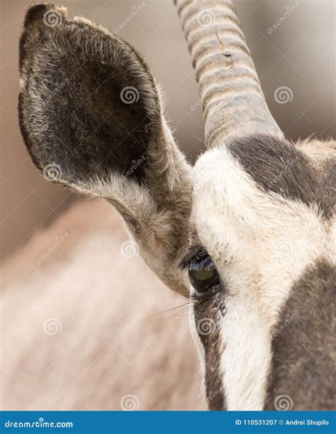 Eye Antelope In Nature Portrait Stock Image Image Of Travel Shallow
