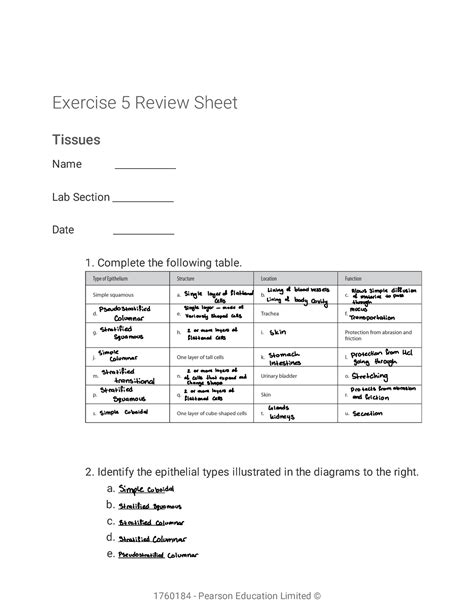 Lab Ass 5 Lab Assignment Completed Exercise 5 Review Sheet Tissues