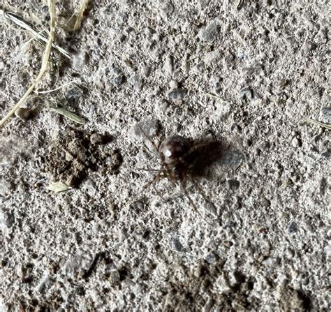 Is This A Triangulate Cobweb Spider Rspiders